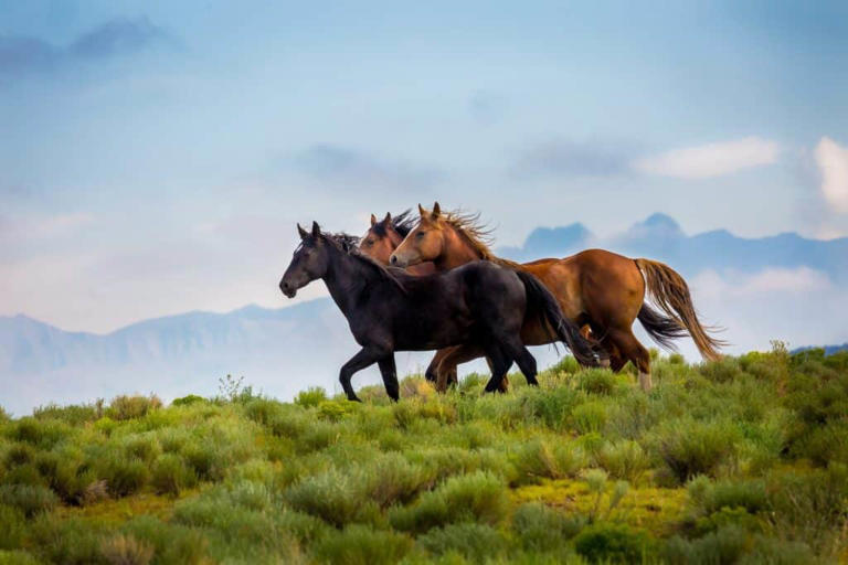 Should horses wear shoes or go barefoot?