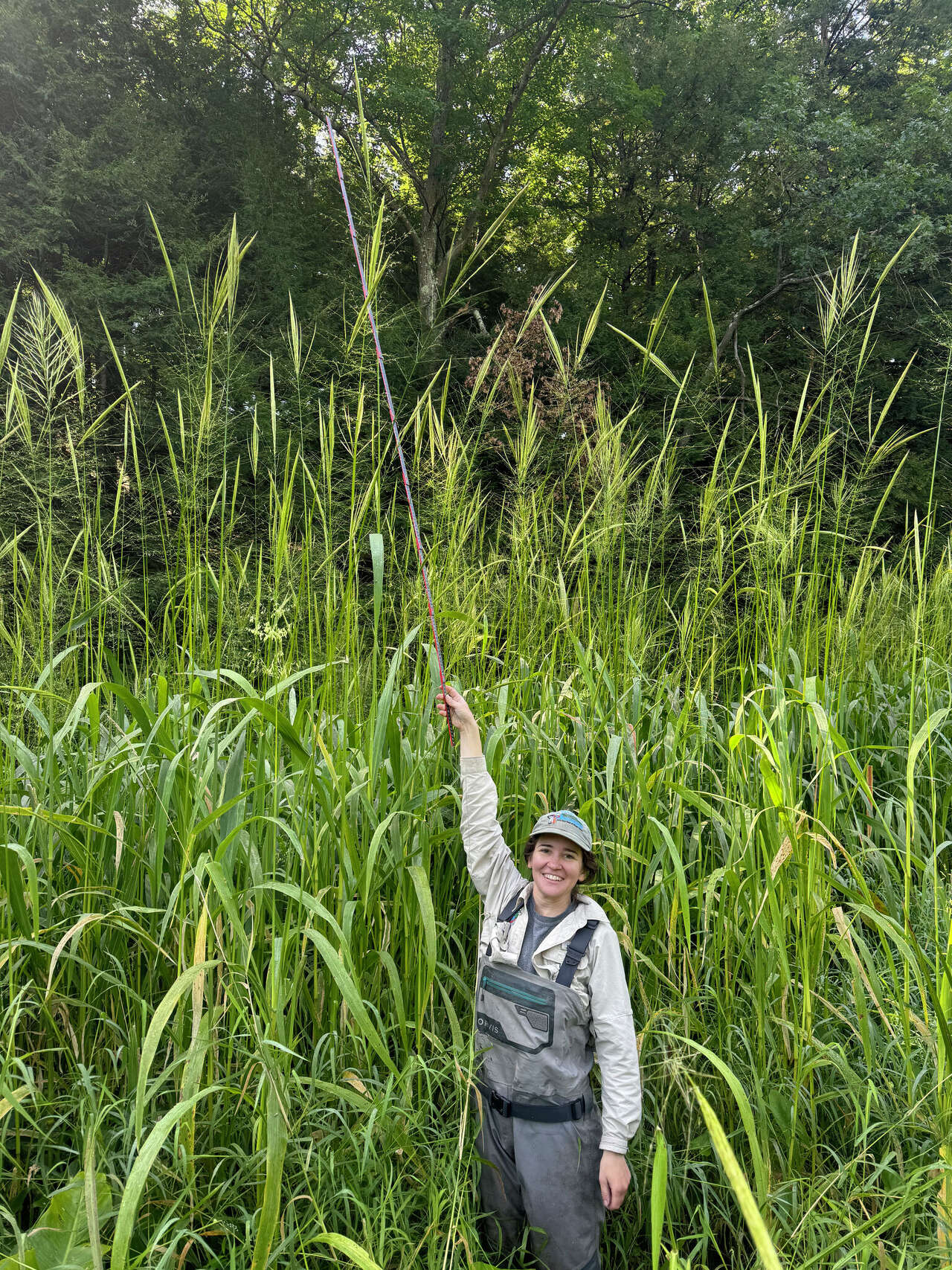 Tribe studies 2 species of wild rice in Manistee County