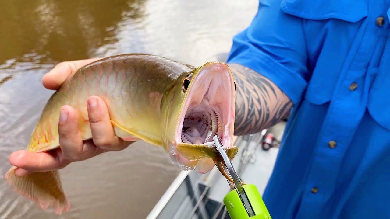 The prehistoric 'dragon fish' pulled from the deep