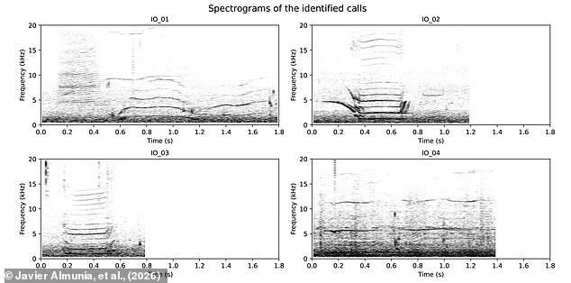 Rogue 'gladiator' pod of orcas attacking boats in Gibraltar is ...