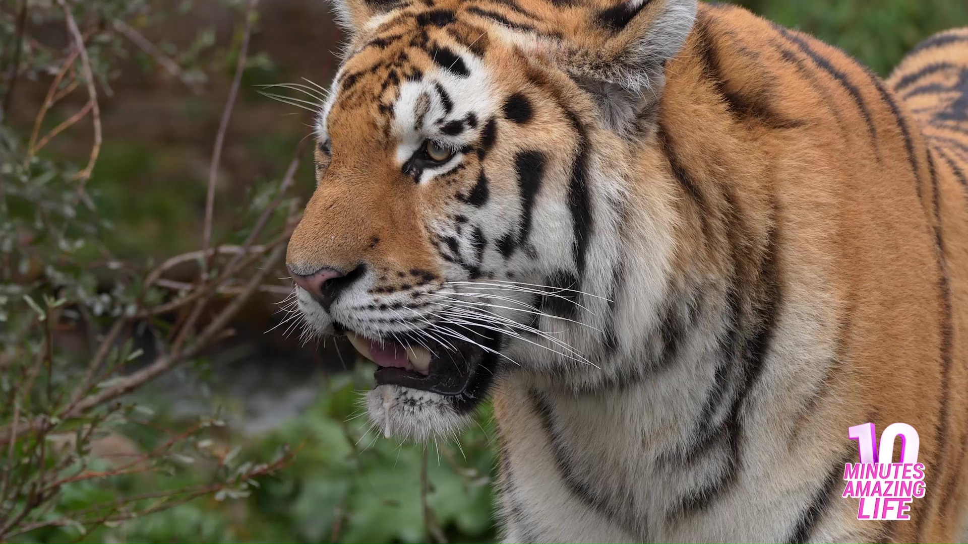 A tiger seen moving through its habitat
