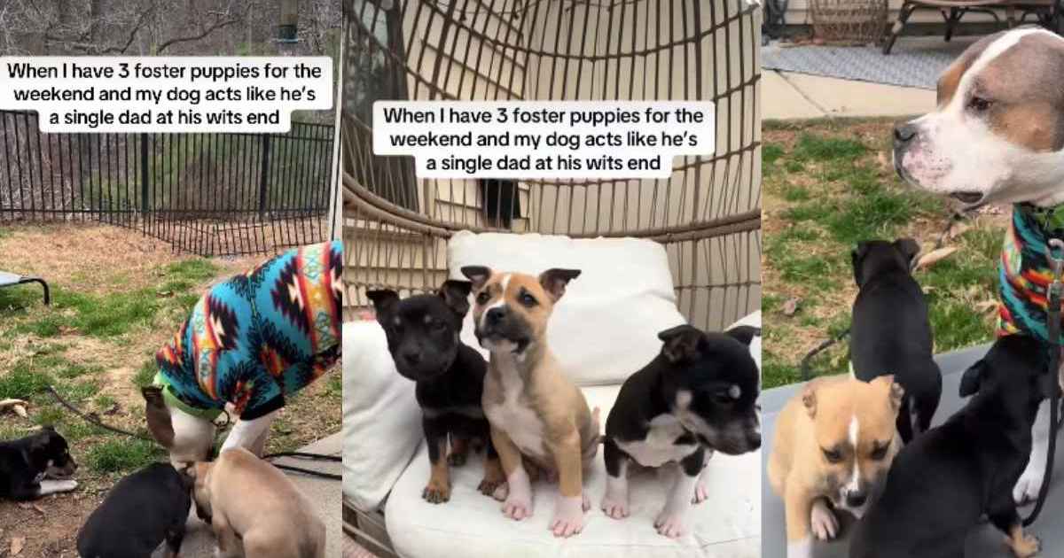 Video: Dog turns into 'single dad' with new foster puppies around
