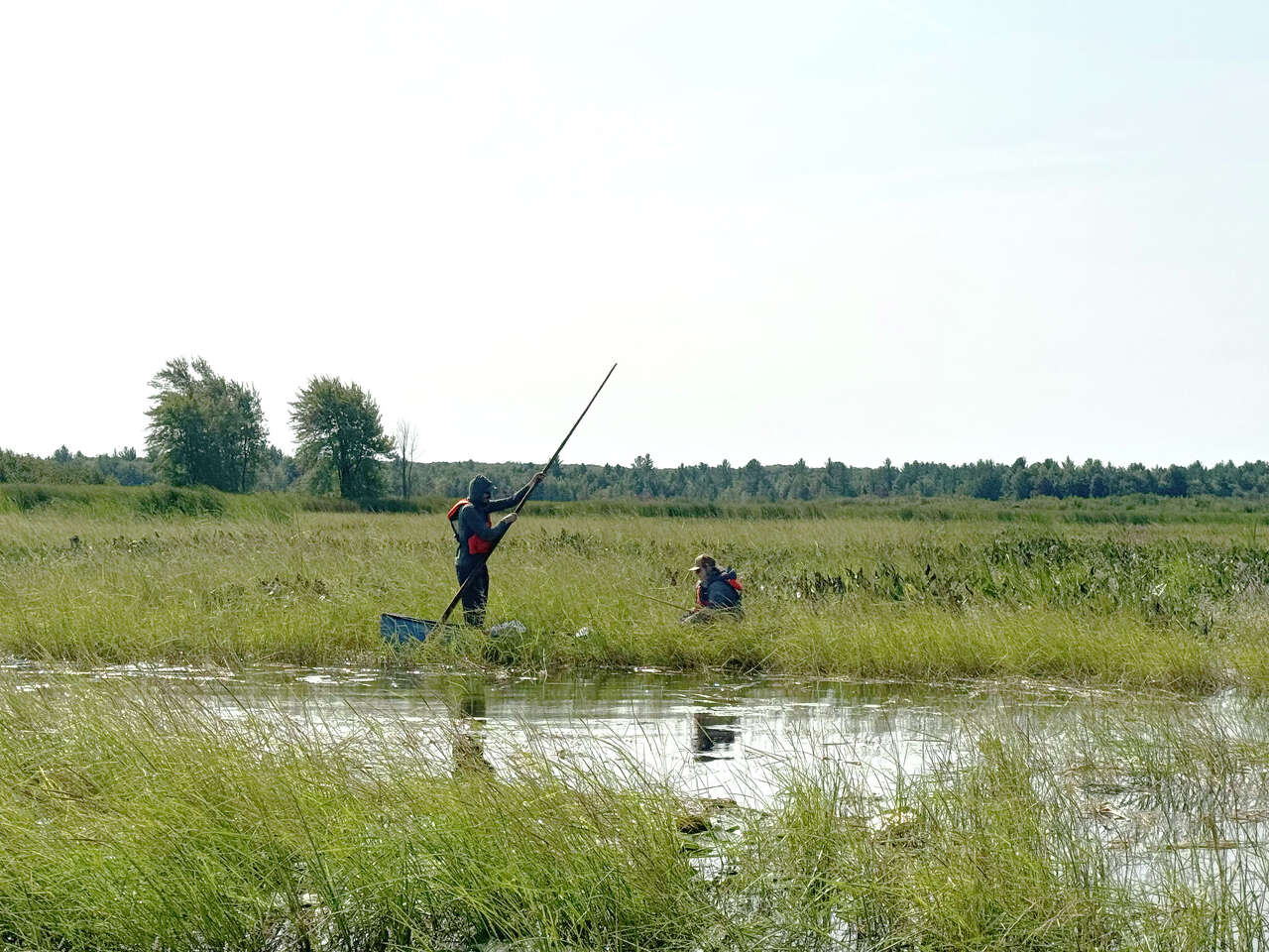 Tribe studies 2 species of wild rice in Manistee County