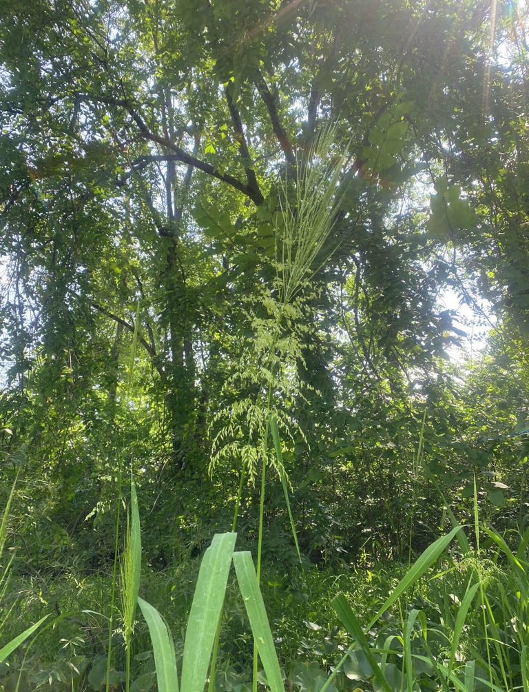Tribe studies 2 species of wild rice in Manistee County