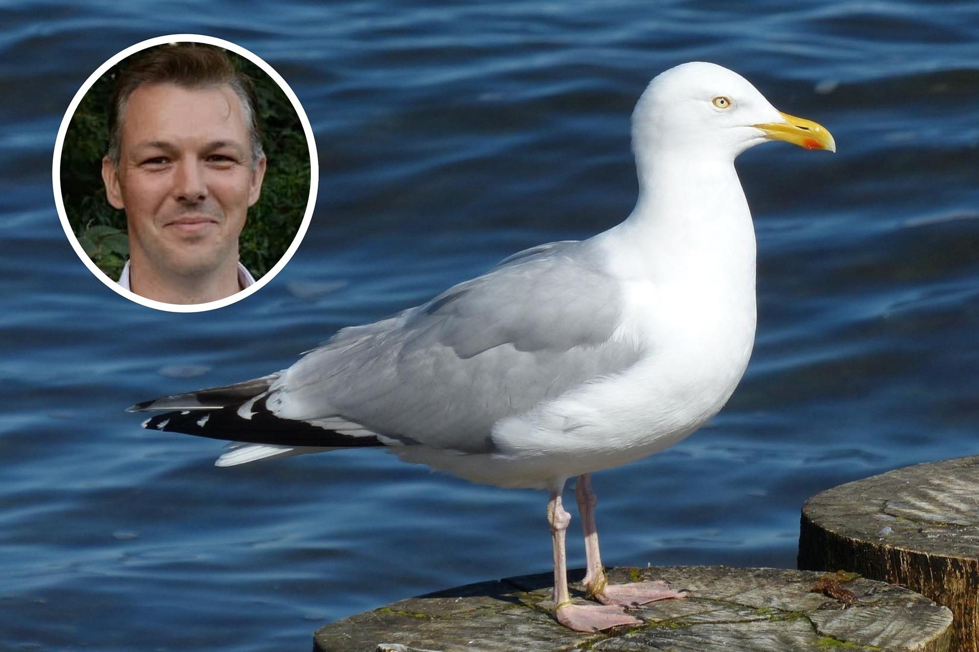 Councillor proposes ban on feeding gulls and fines for culprits after ...