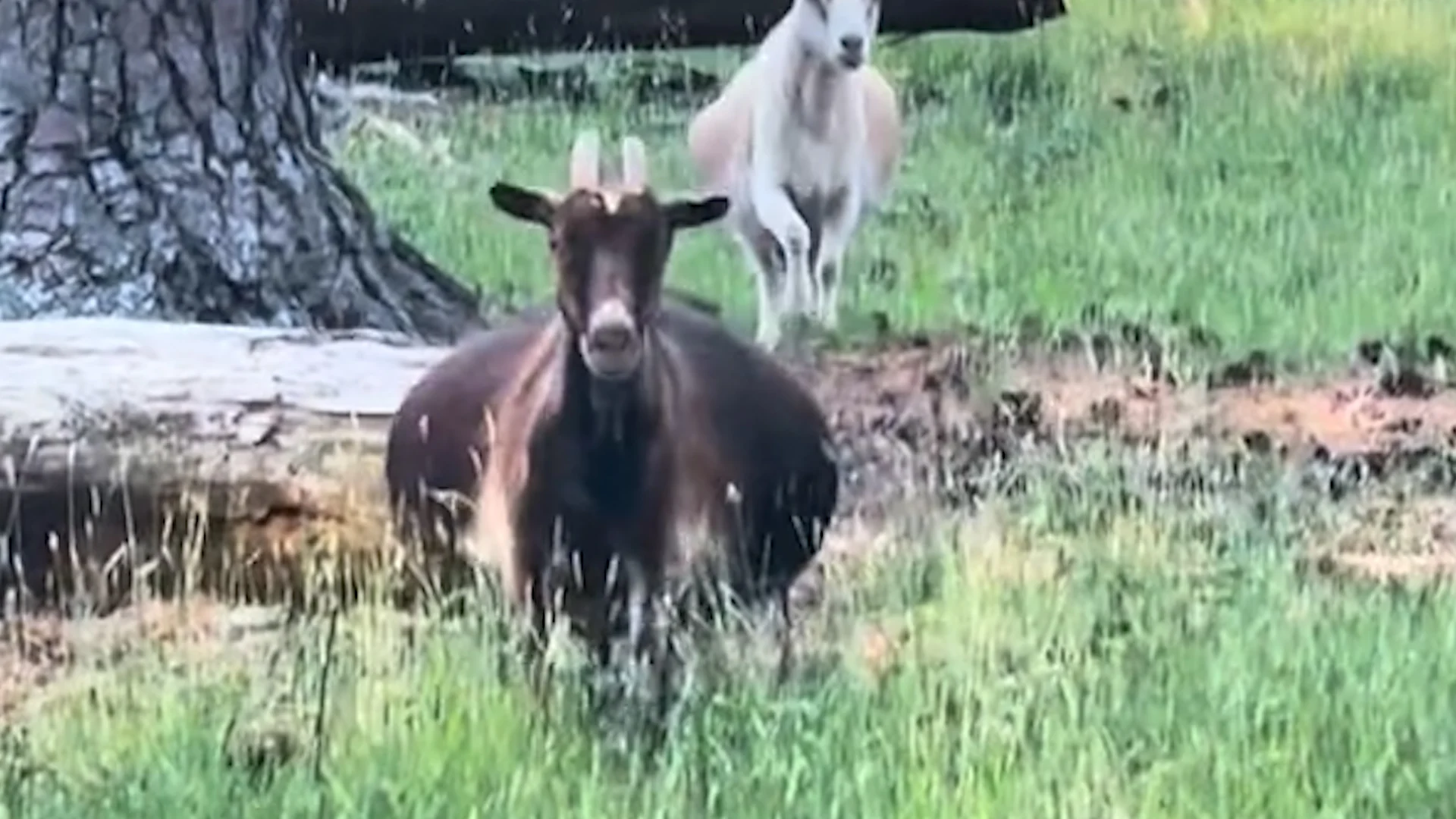 Pregnant goat goes viral because she's so large