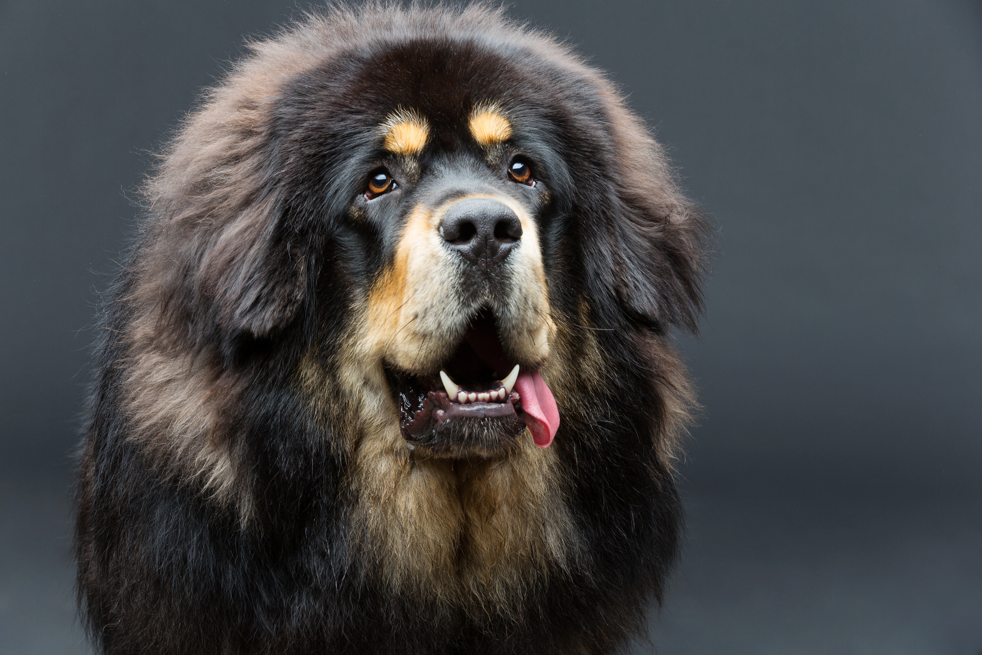 Most expensive pets to own