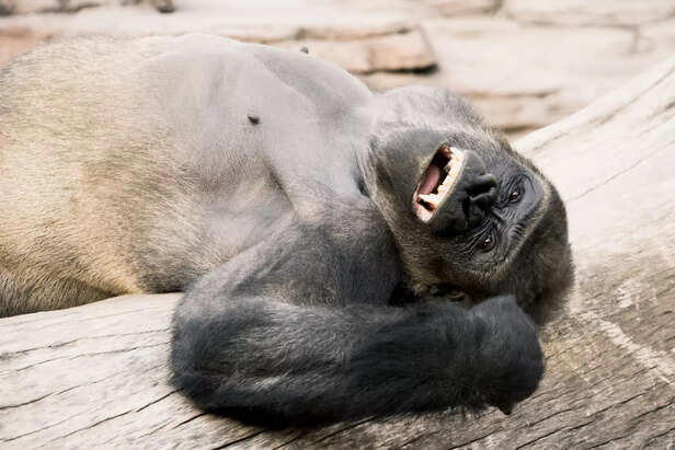4 surprisingly cute animals that laugh like humans, says science