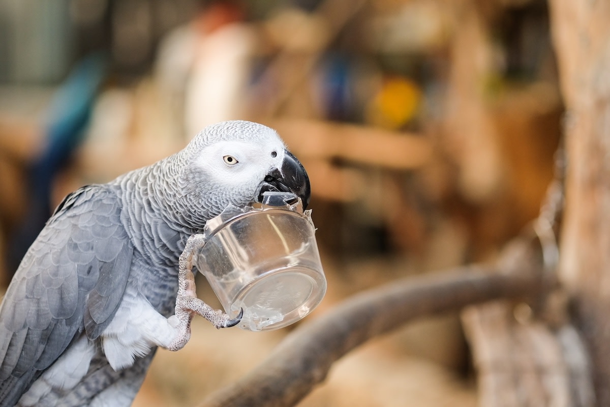 Sassy parrot’s backtalk when mom doesn’t fetch his water fast enough is ...