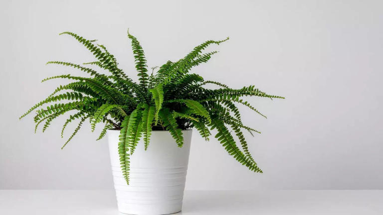 7 indoor plants to get rid of bathroom odour naturally