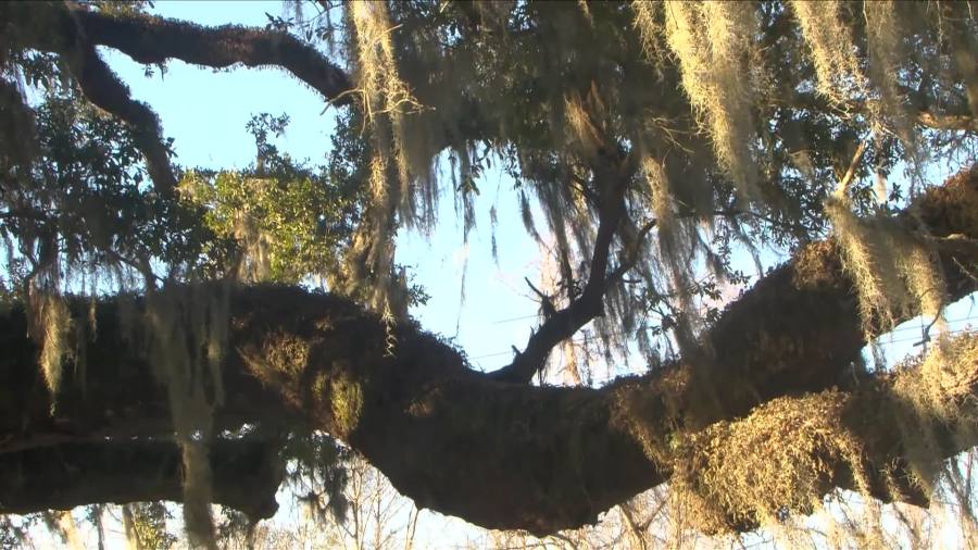 Ernest Gaines honored at 'Miss Jane Pittman Oak' marker rededication