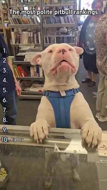 Rankings The Most Polite Pit Bull Moments