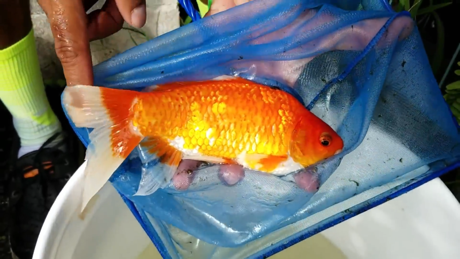 My goldfish vanished without a trace