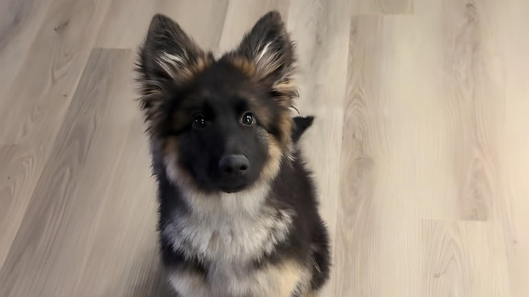 German shepherd puppy learning how to 'play dead' deserves an Oscar
