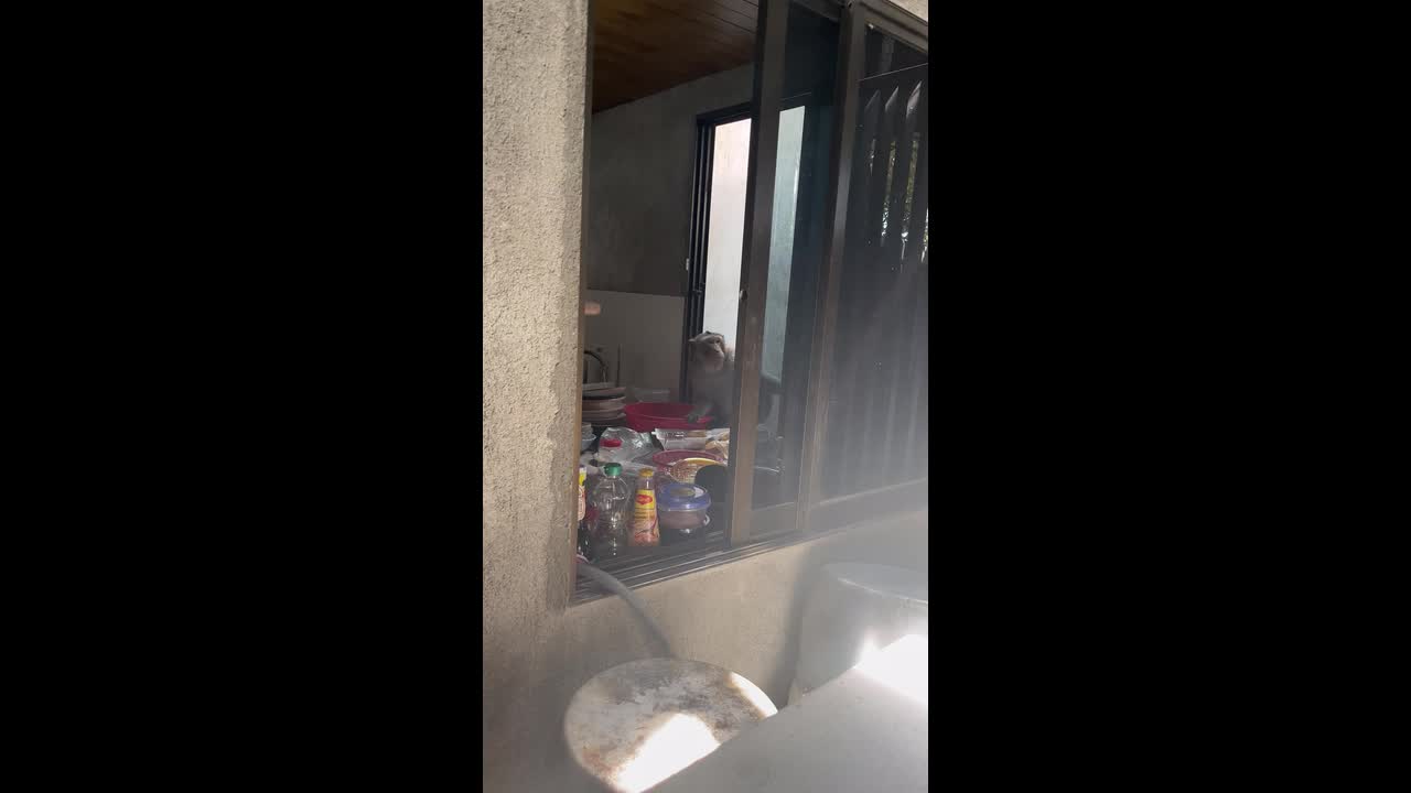 Resident shocked to find wild monkey stealing food from his kitchen