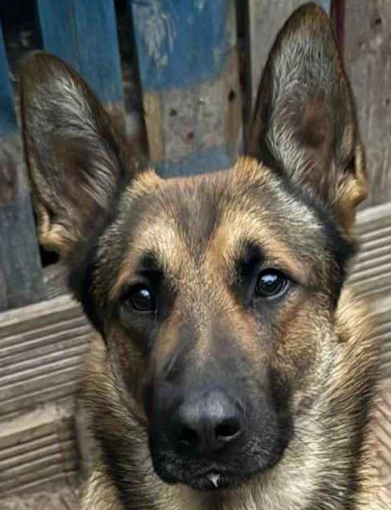 Handsome German Shepherd cross Maverick currently at Homeless Hounds ...