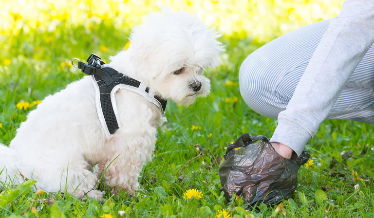 Forensic methods could nab Dublin dog owners that don’t pick up litter