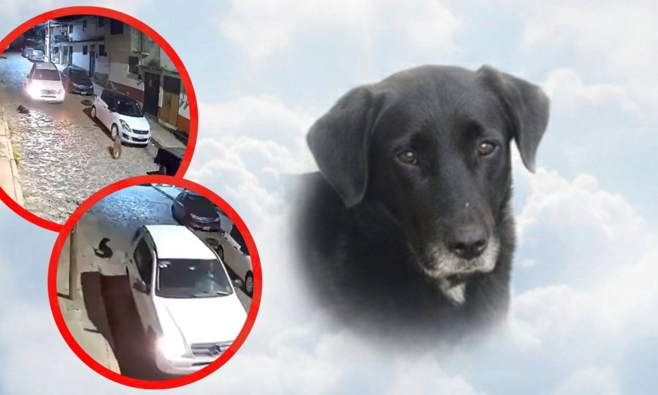 Justicia para Maya: captan a conductor que atropelló intencionalmente a ...