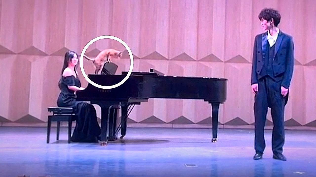 Cat steals the spotlight during music exam with surprise stage entrance