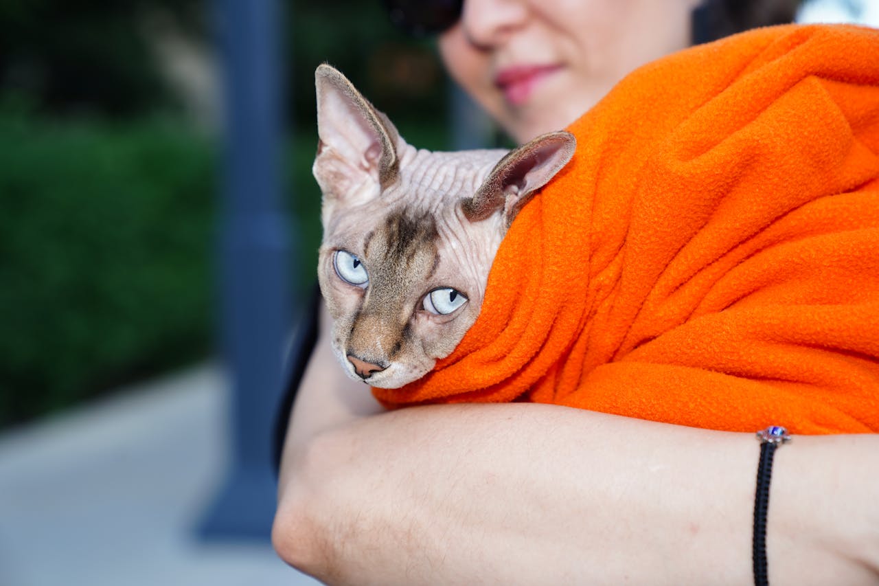 These loyal cat breeds form unbreakable bonds with their owners