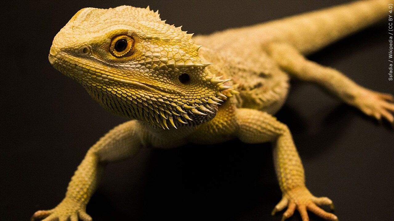 Good question: Do they really have falling iguana alerts in Florida?