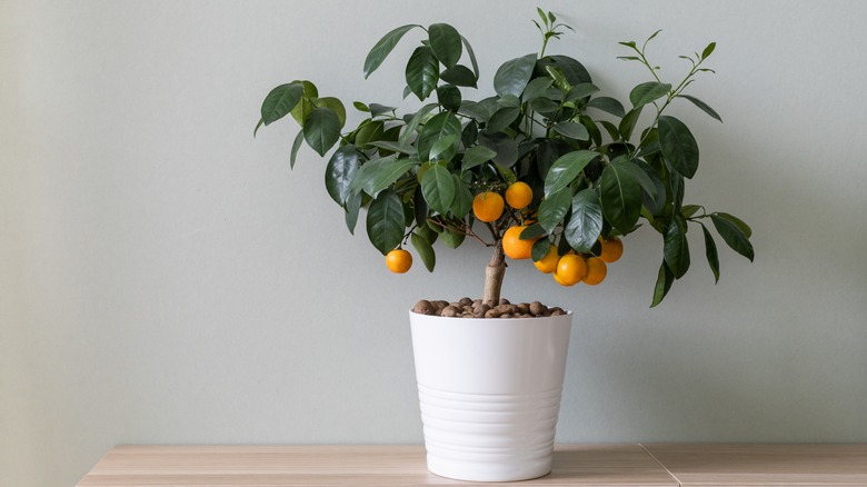 15 indoor fruit trees you can harvest all year round