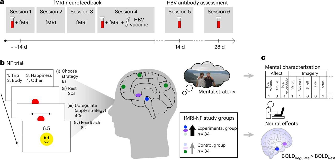 Can training your brain boost immune response? Vaccination study ...