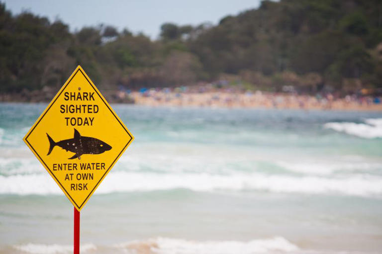 Ultimate shark attack hotspots exposed after giant great white spotted ...
