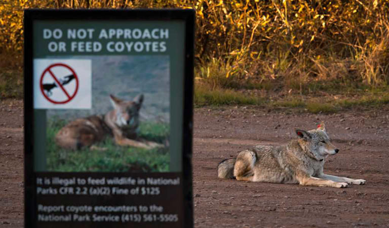 San Francisco coyote swims to Alcatraz for first time ever
