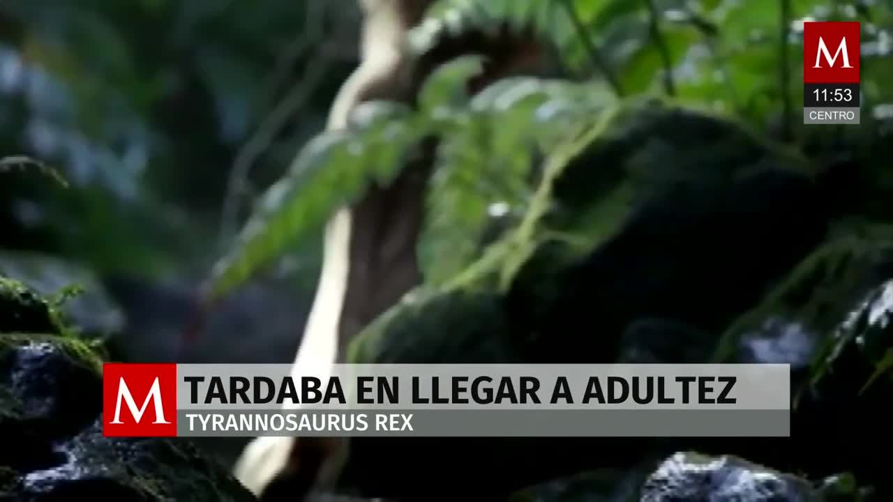 Descubren que el Tyrannosaurus rex tardaba en llegar a la adultez