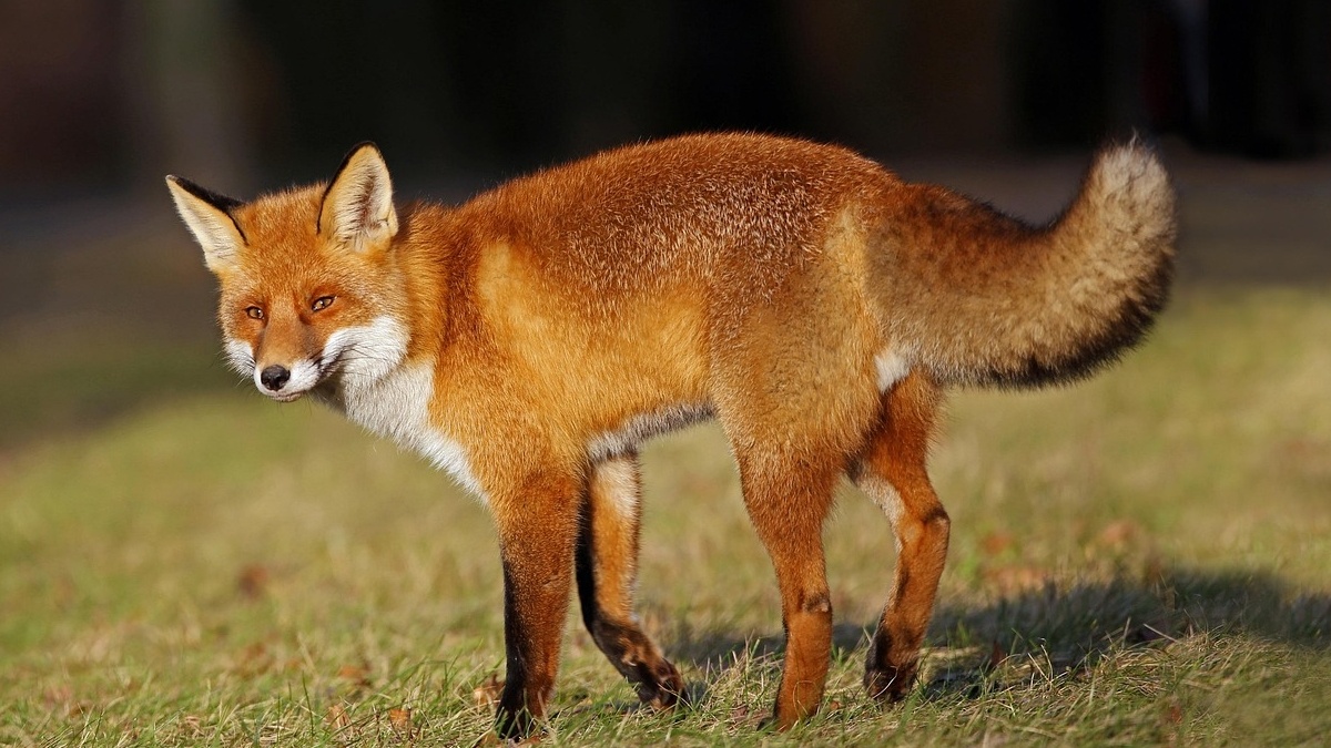 This is the animal you would be if you were a therian, according to ...