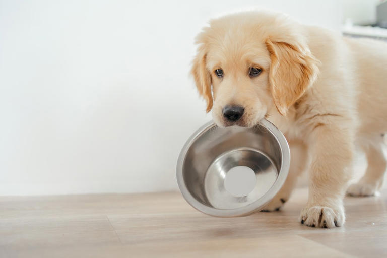 These bark chicken treats are too cute to skip