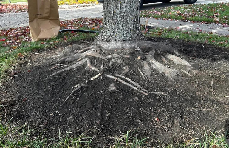 Homeowner warned after sharing photos of 20-year landscaping mistake ...