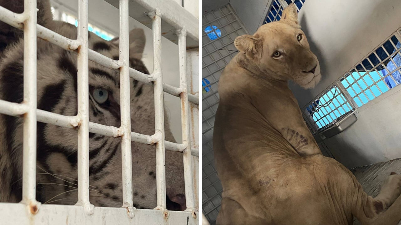 Big cats rescued in Central America relocate to North Carolina