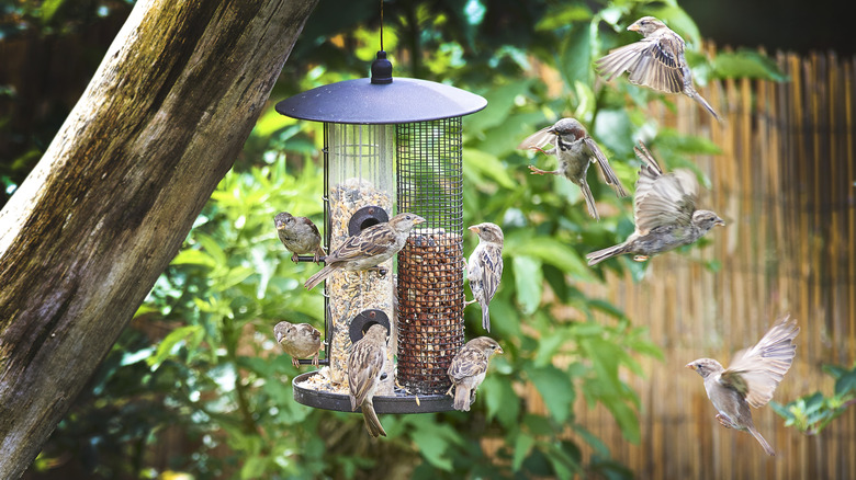 11 Different Types Of Bird Feeders (& The Species They Best Attract)