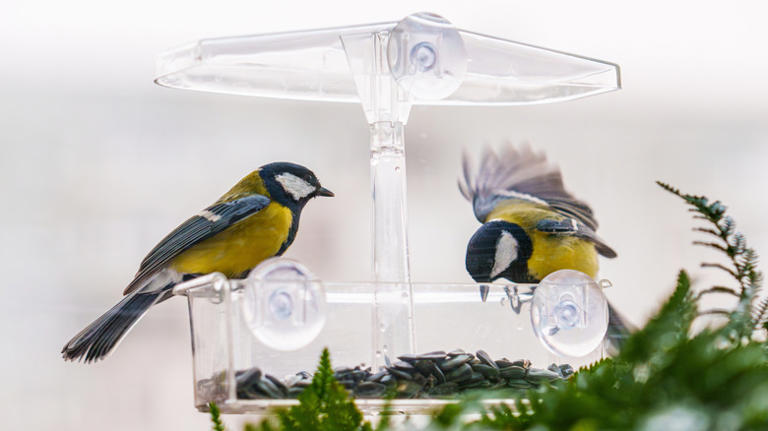 11 Different Types Of Bird Feeders (& The Species They Best Attract)