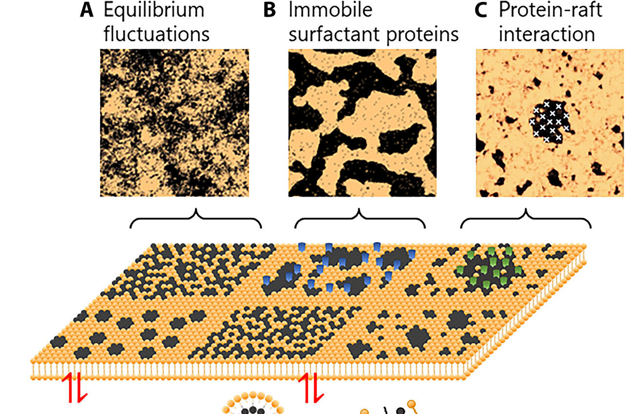 Nanoscopic raft dynamics on cell membranes successfully visualized for ...