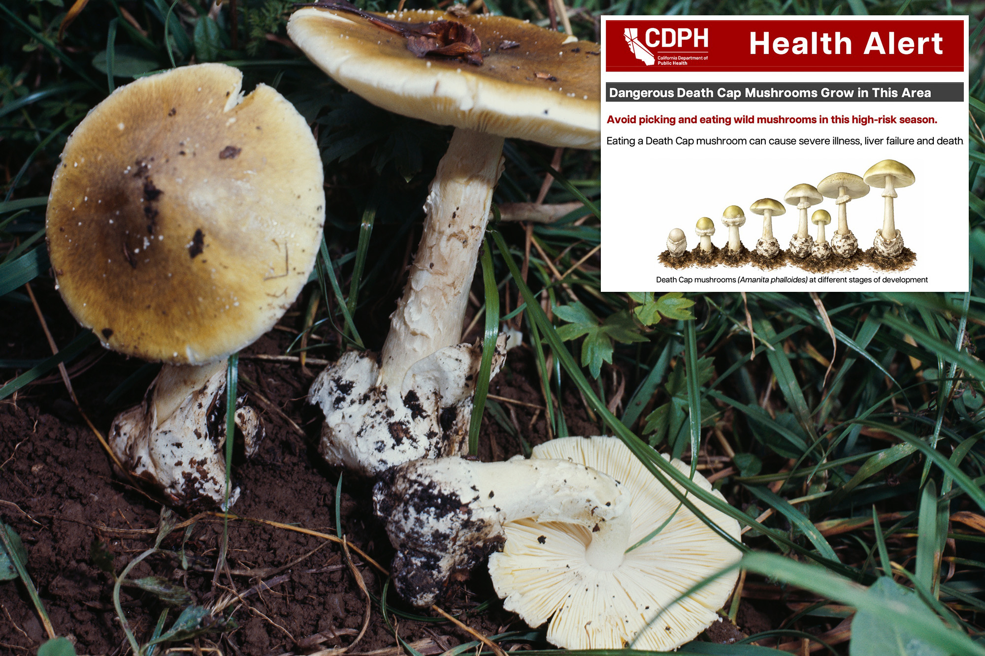 Death cap mushroom outbreak sickens at least 35 across California ...
