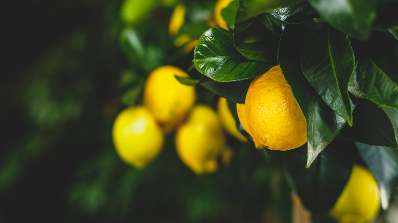 15 indoor fruit trees you can harvest all year round