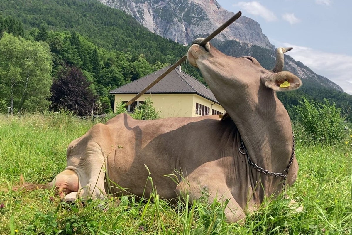 Clever cow recorded using back-scratching tool for first time