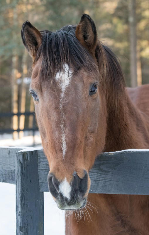 Old Friends at Cabin Creek resident Crusader Sword passes at 25