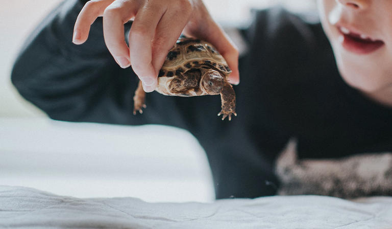 Eight low-maintenance pets that could make your family complete