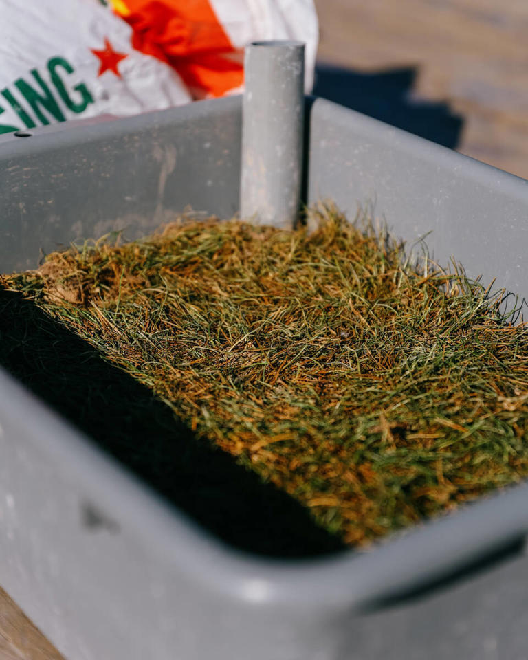 Kitten city: Las Vegas Valley is home to at least 200,000 stray cats