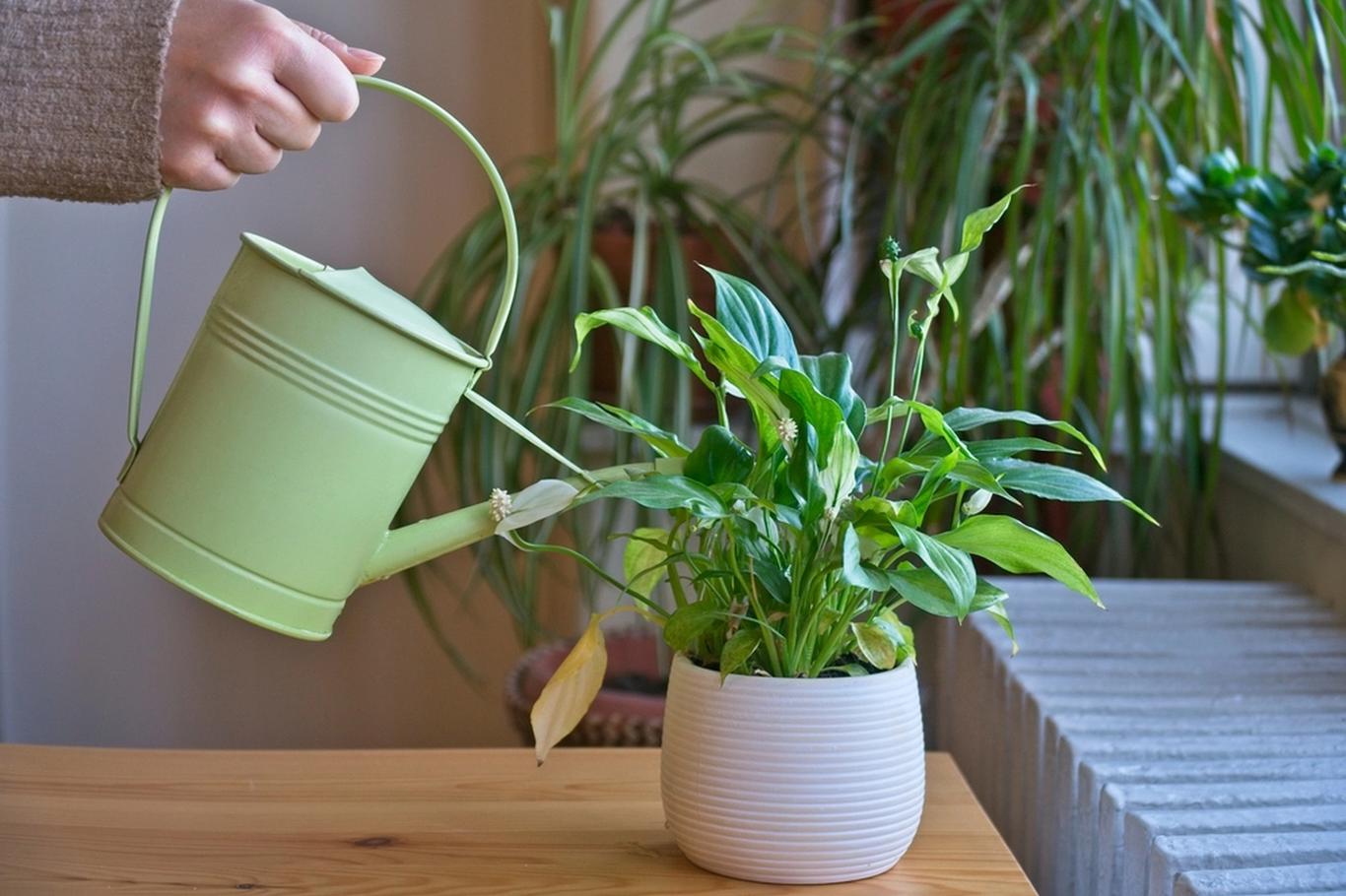 Chcete, aby vám pokojovky krásně rostly? Máme pro vás tip, který ocení ...