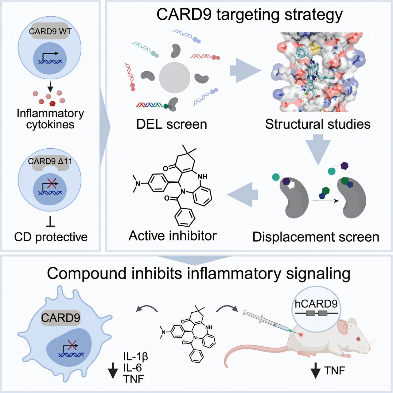 Small molecules could treat Crohn's disease by mimicking a protective ...