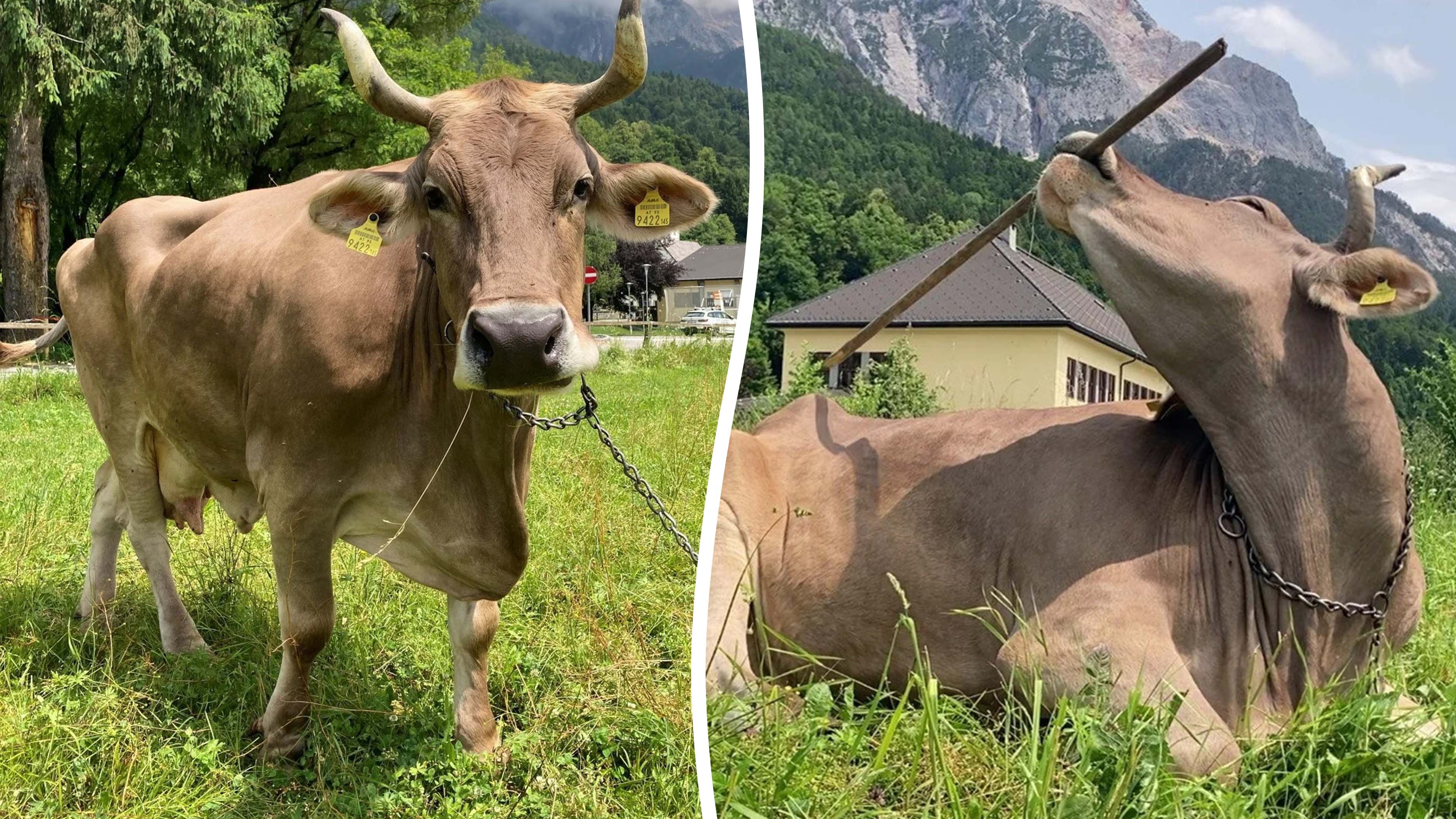 Veronika is first cow to be seen using tools including a brush to ...