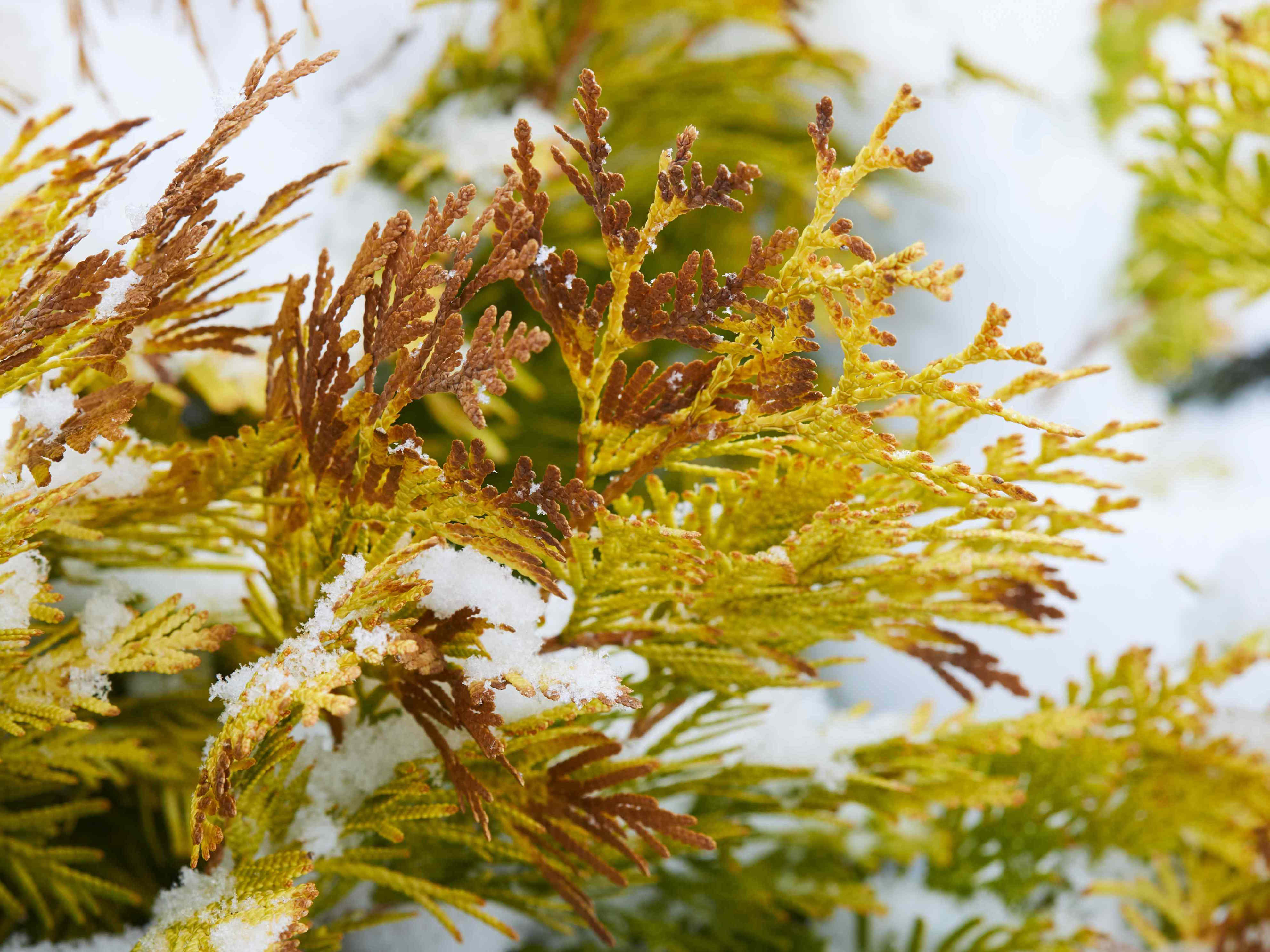 How to prevent winter burn from ruining your evergreen trees and shrubs