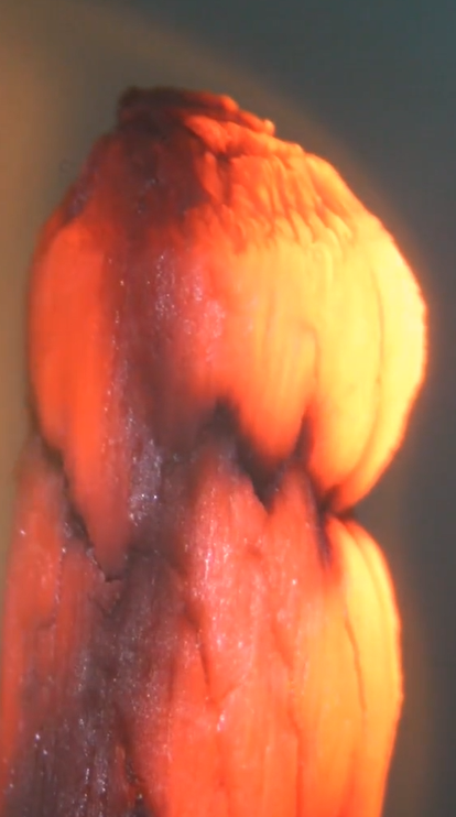 Intense macro burn: Wooden dowel up close