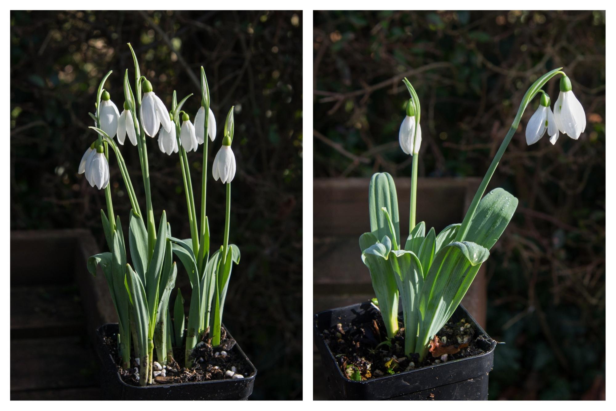 Warwick's Hill Close Gardens annual snowdrop event returns - with ...