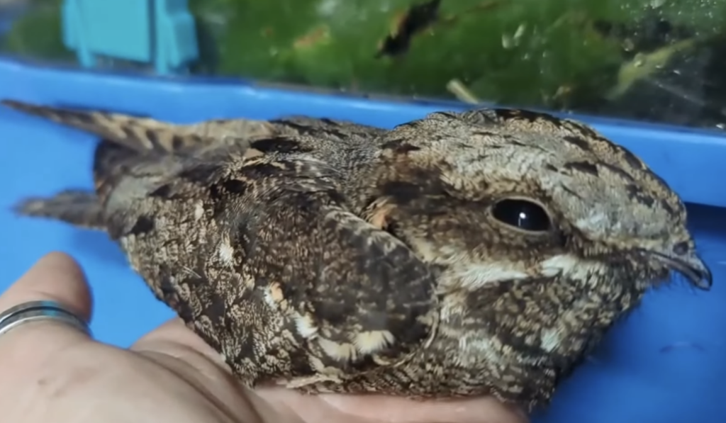 Special find: Rare bird found behind Belfast trash can